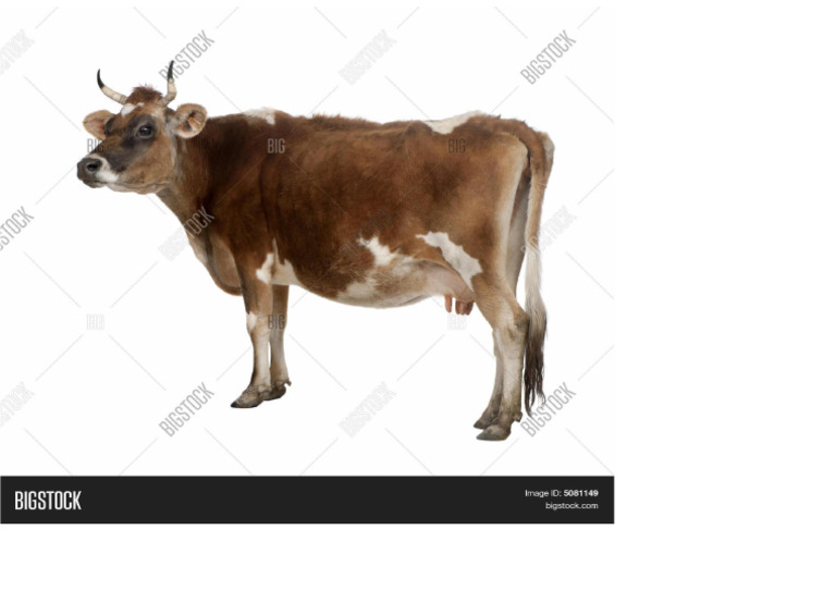 COW | PDF