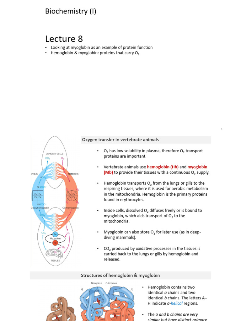 DPN-Biochem I - Lecture 8 - Myoglobin and Hemoglobin | PDF | Hemoglobin | Binding Site