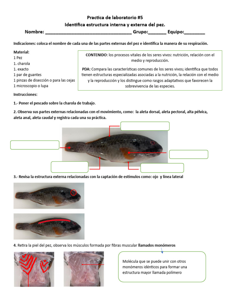 Practica de Laboratorio Estructura de Un Pez | PDF | Corazón | Músculo esquelético