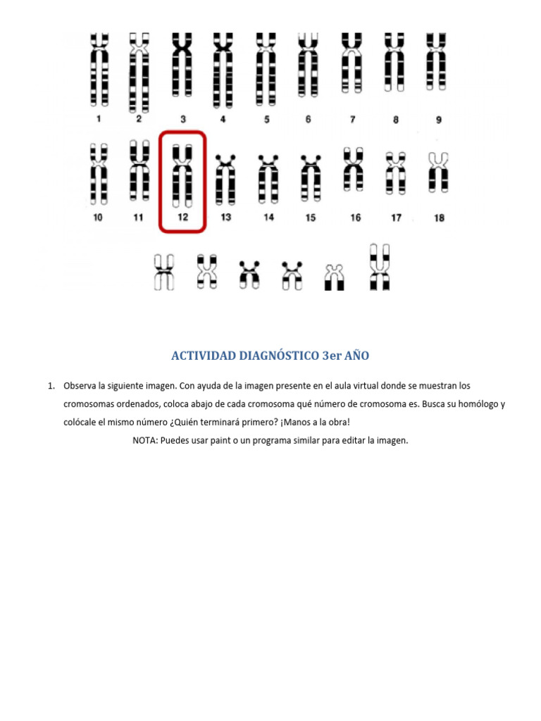 Actividad Diagnóstico 3er Año Cromosomas | PDF