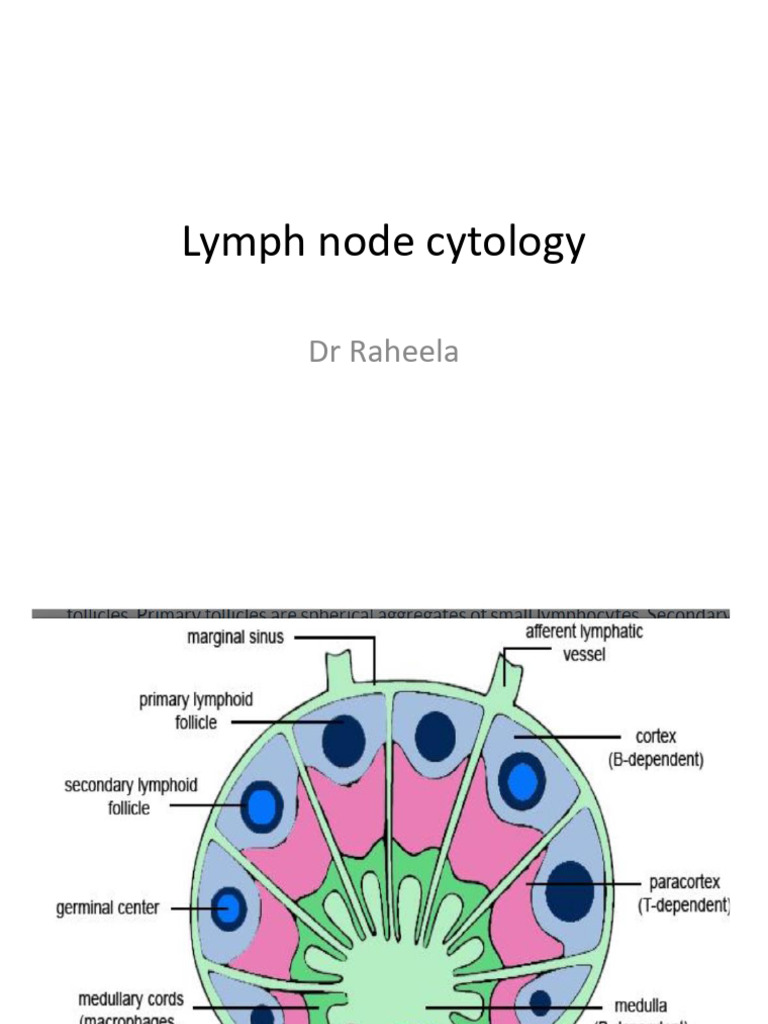 Lymph Node Cytology | PDF | Science & Mathematics