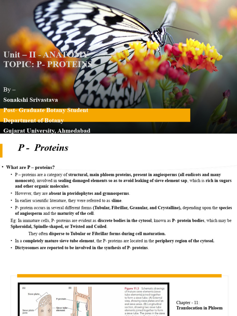 MSC Botany P-Proteins | PDF | Plants | Cell Biology