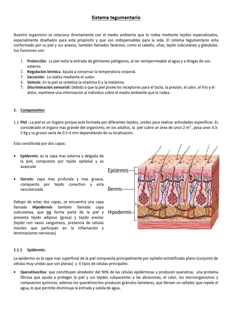 Sistema Tegumentario 5 | PDF | Piel | Epidermis