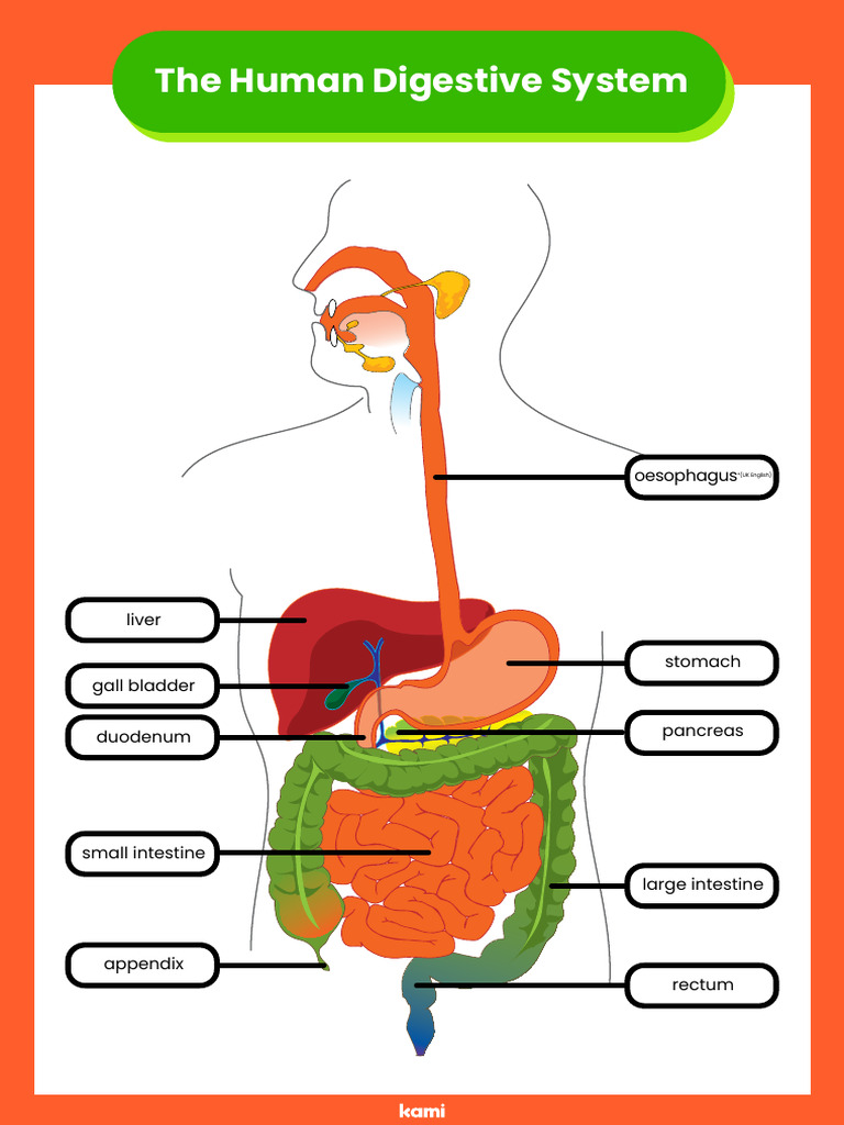 Digestive System - Answer Key | PDF