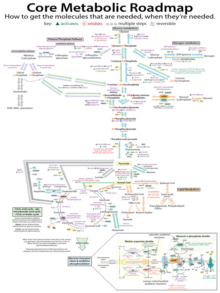 Expanded Metabolic Roapmap | PDF | Diet & Nutrition | Chemistry