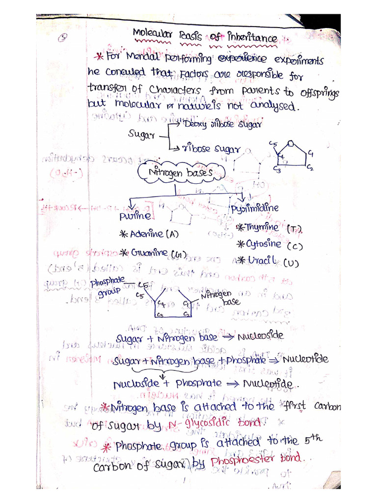 Molecular Genetics | PDF