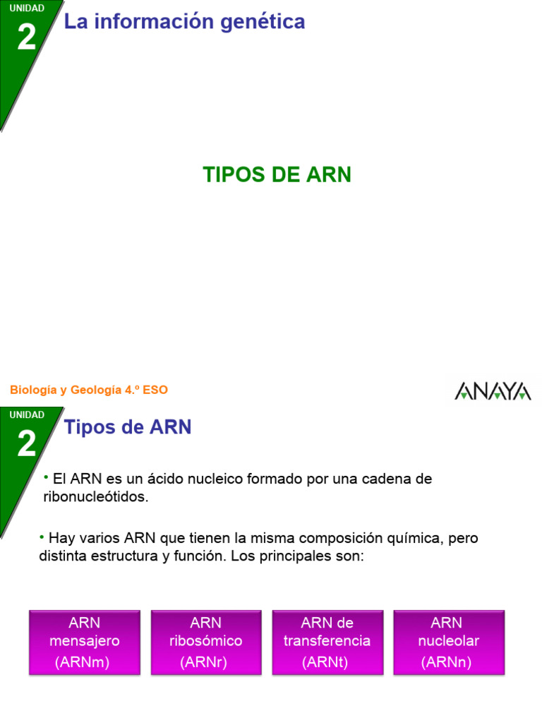 02 4BG 02 Tipos ARN | PDF | Rna | Ribosoma