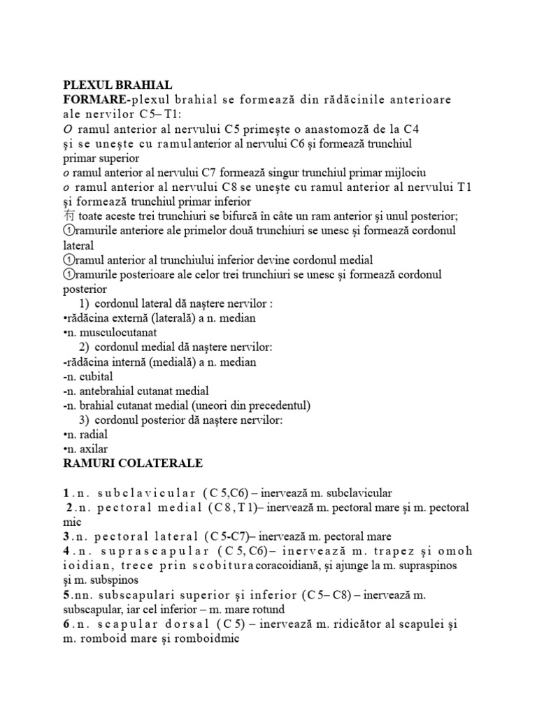 PLEXUL BRAHIAL Word | PDF