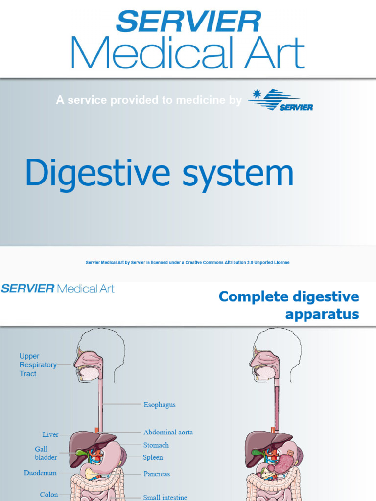 Digestive System | PDF | Human Digestive System | Organ (Anatomy)
