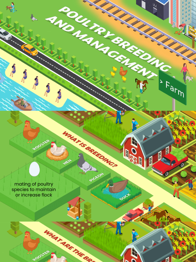 Poultry Mating Methods and Management | PDF | Inbreeding | Chicken