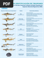 Anatomía de Aletas en Peces | PDF | Cordados | Pescado