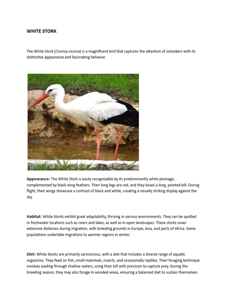 White Stork | PDF