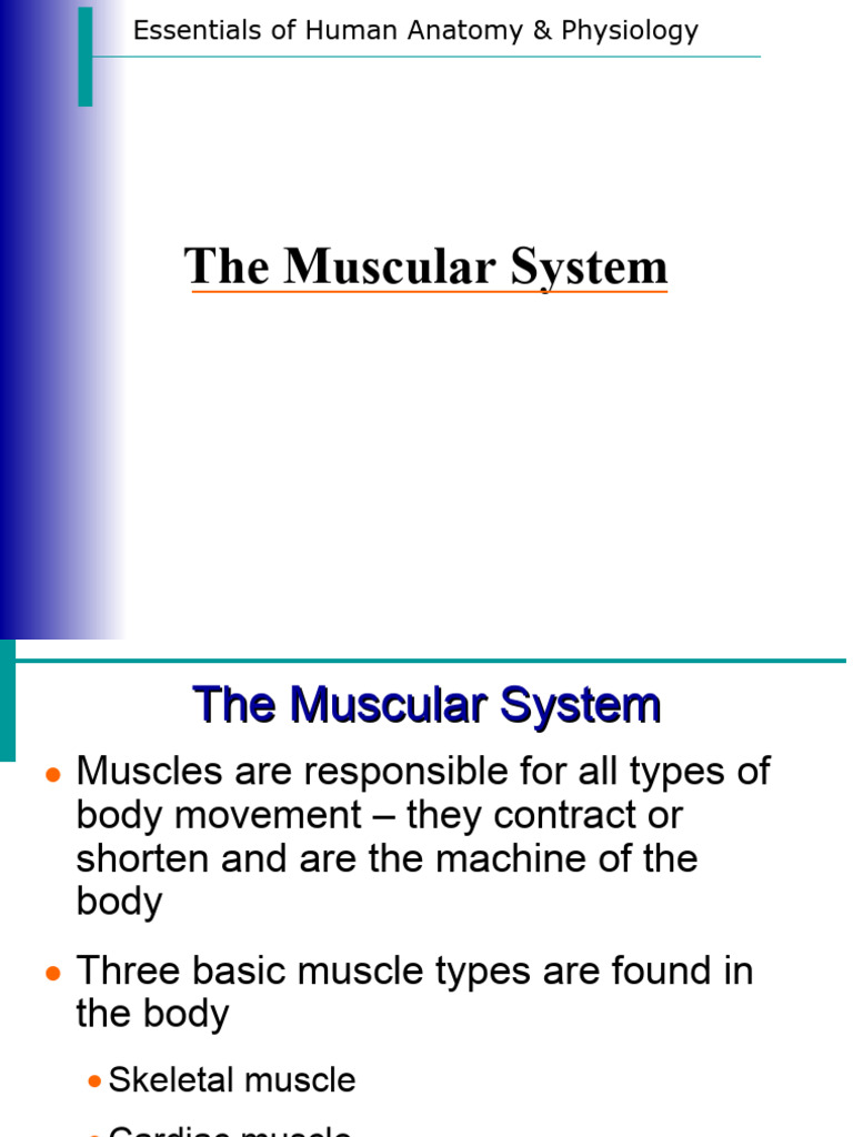 muscular system | PDF | Skeletal Muscle | Muscle Contraction