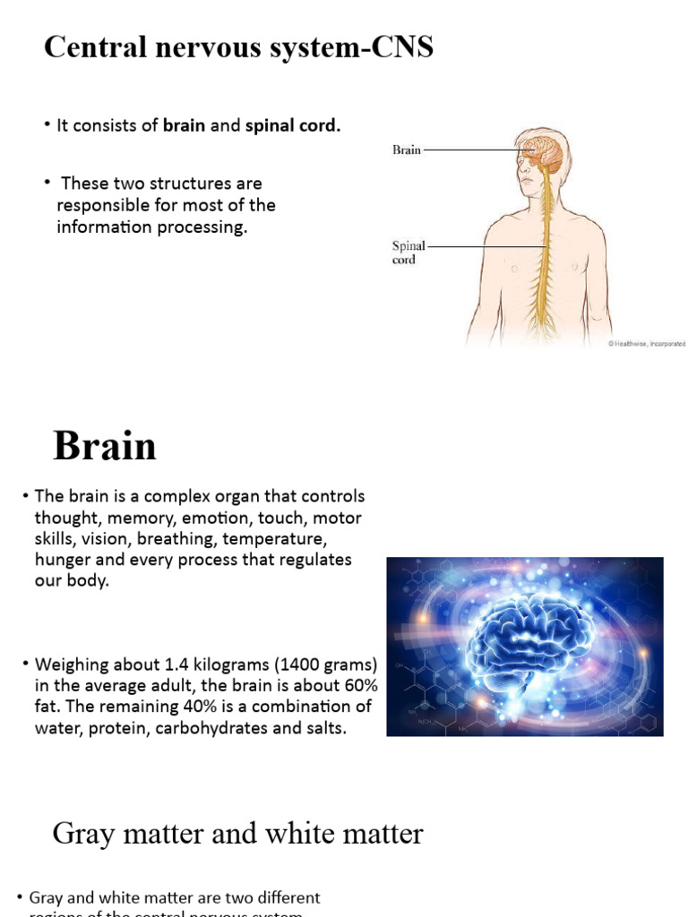 Central Nervous System-CNS and Peripheral Nervous System 2 | PDF ...
