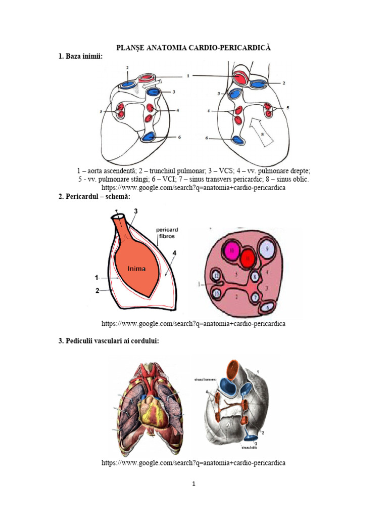 Planse Anatomie Cardio-Pericardica | PDF