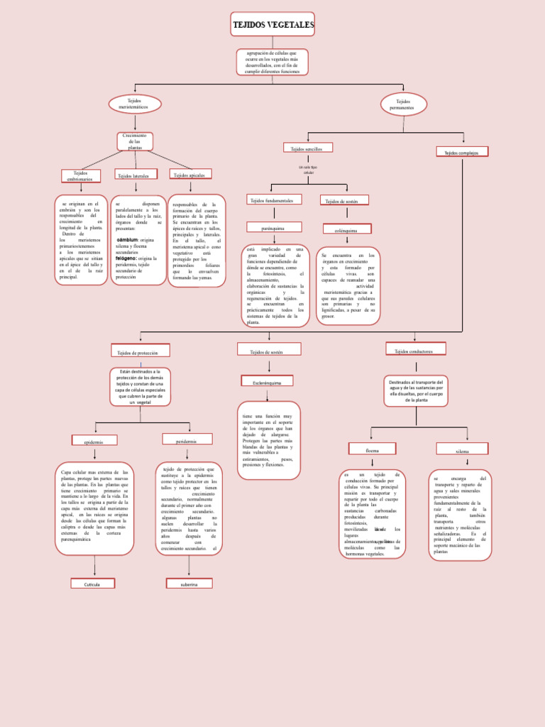 Mapa Conceptual de Los Tejidos Vegetales 4 | Descargar gratis PDF | Tallo de la planta | Raíz