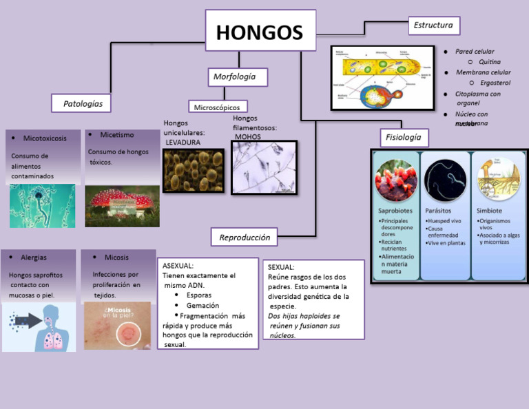Mapa Conceptual de Los Hongos 4 | PDF | Hongo | Biología