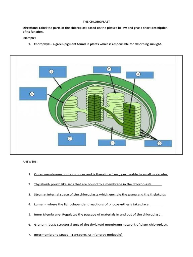 Chloroplast Structure and Functions Guide | PDF | Science & Mathematics