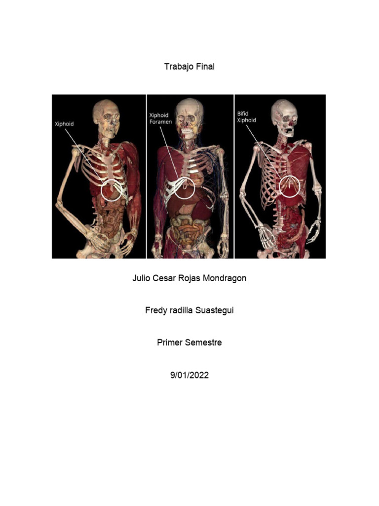 Trabajo Final de Anatomia | PDF