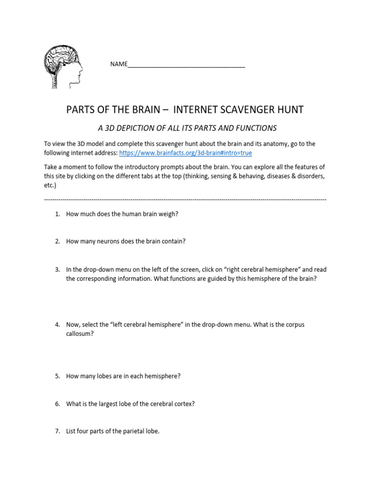 Brain Anatomy Scavenger Hunt Guide | PDF | Brain | Cerebral Cortex