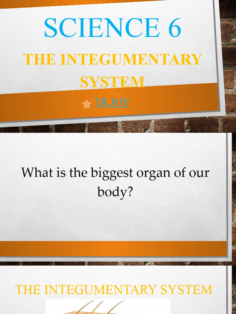 The Integumentary System-Lesson 10 | PDF | Integumentary System | Skin