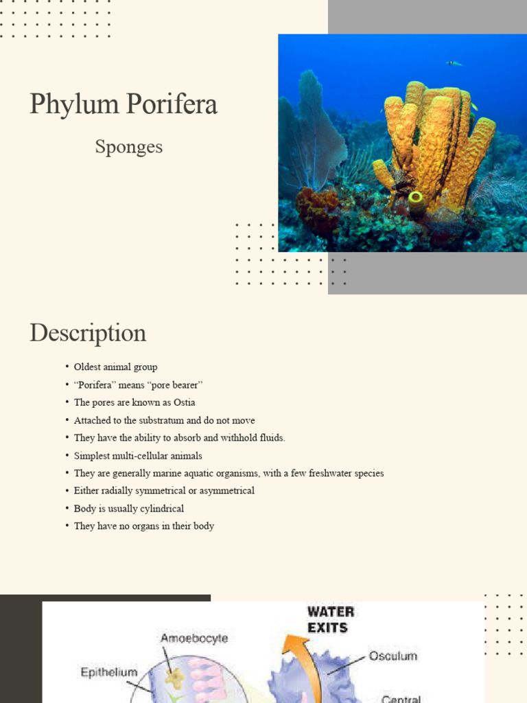 Phylum Porifera Group - 1 | PDF | Sponge | Aquatic Organisms