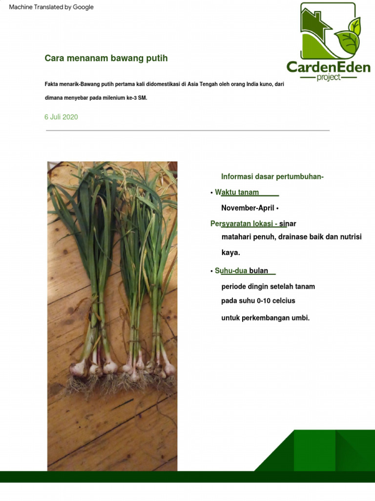 Cara menanam garlic | PDF