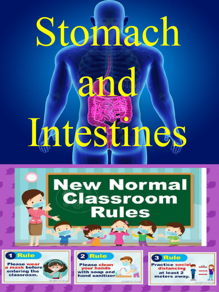 Stomach and Intestine | PDF | Digestion | Stomach