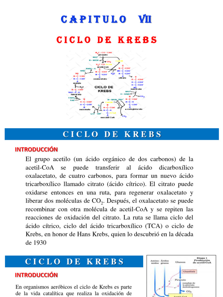 CAP 7 CICLO DE KREBS | PDF | Dieta y nutrición | Química