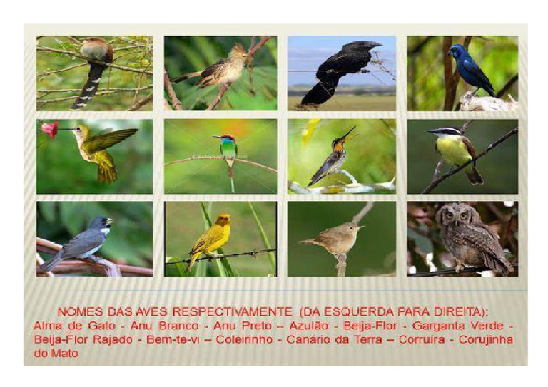 Aves Nativas Do Brasil | PDF