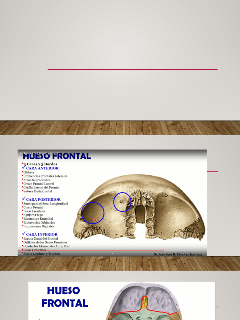 Anatomia Cabeza Y Cuello Pdf