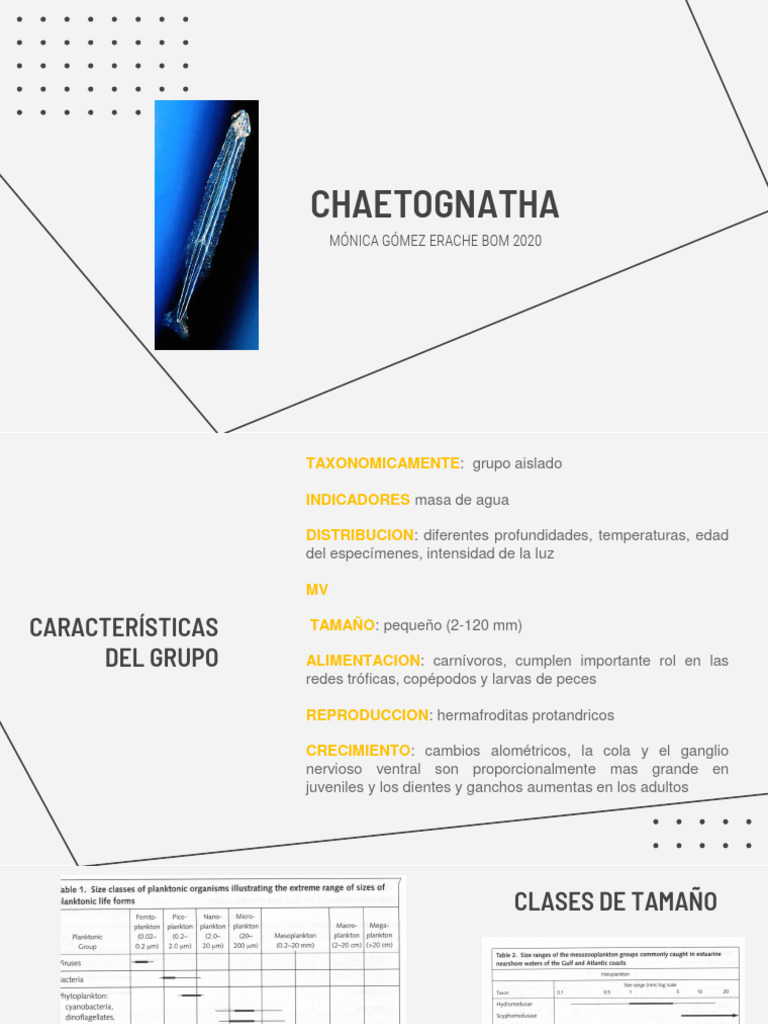 Chaetognathos 2020 | PDF | Anatomía | Zoología