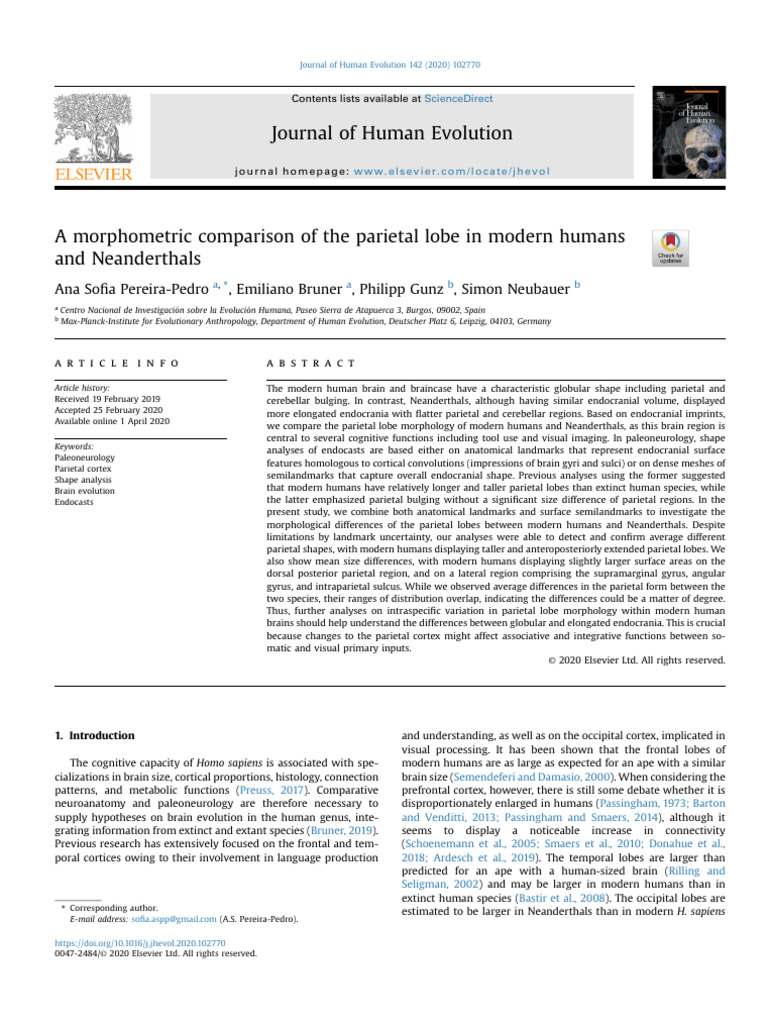 A morphometric comparison of the parietal lobe in modern humans and ...