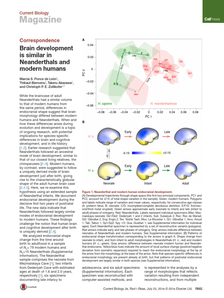Brain Development Similar in Neanderthals and Modern Humans 2016 58c 131h | Download Free PDF ...
