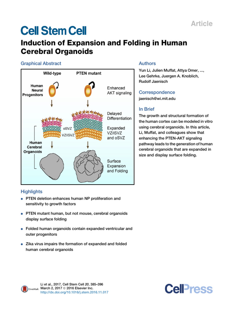 Induction of Expansion and Folding in Human Cerebral Organoids | PDF ...