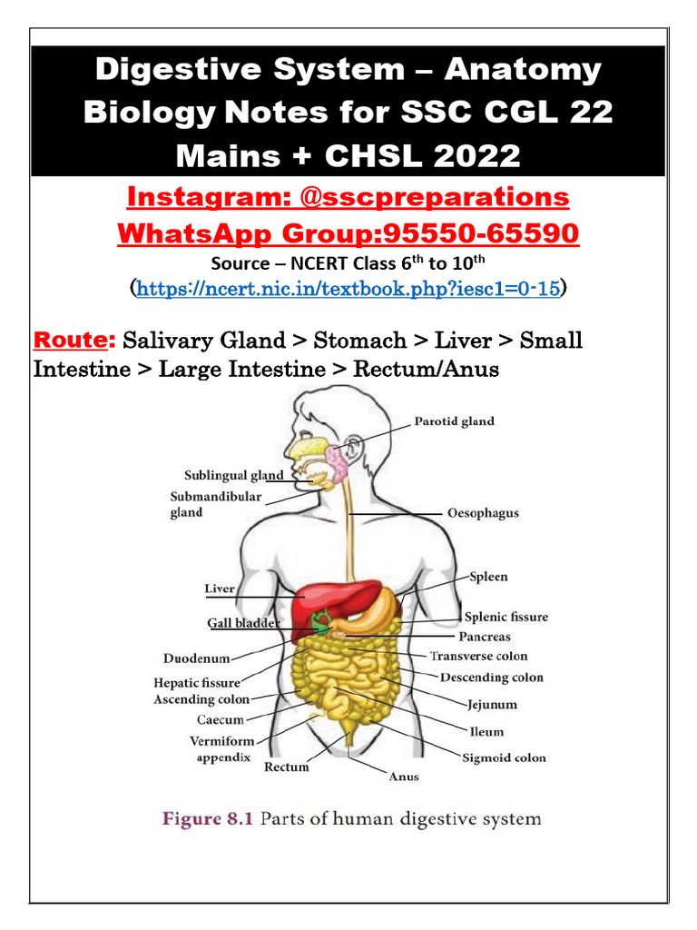 Digestive System - Anatomy Biology Notes For SSC Exams | PDF
