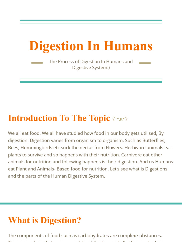 Digestion in Humans (1) | PDF | Digestion | Human Digestive System