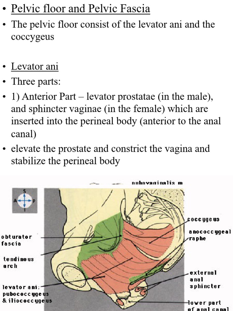 Pelvic Floor | PDF | Pelvis | Musculoskeletal System