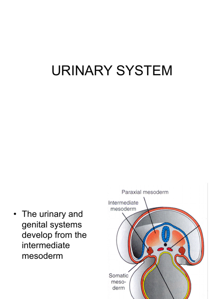 Development of the Urinary System | PDF | Kidney | Abdomen