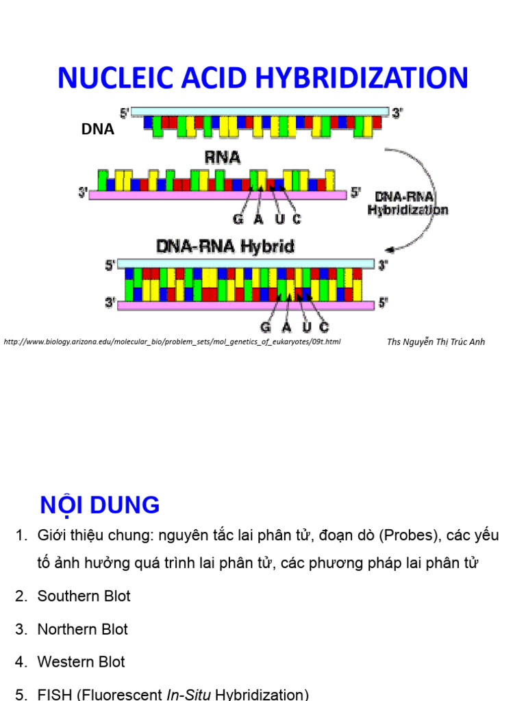 1 - Nucleic Acid Hybridization | PDF