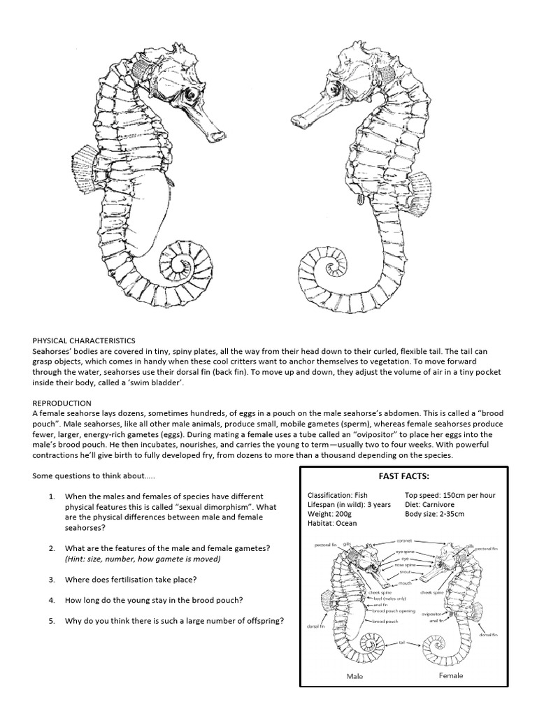 Seahorses Male and Female | PDF | Wellness | Science & Mathematics