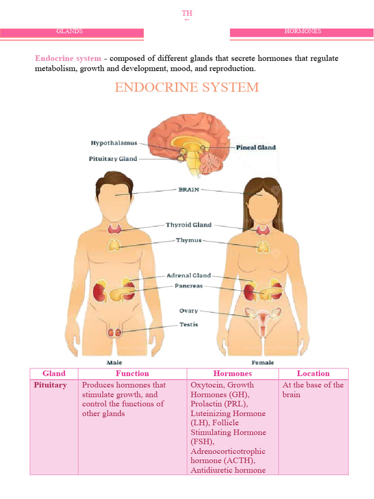 Science 10 The Endocrine System | PDF | Endocrine System | Luteinizing Hormone