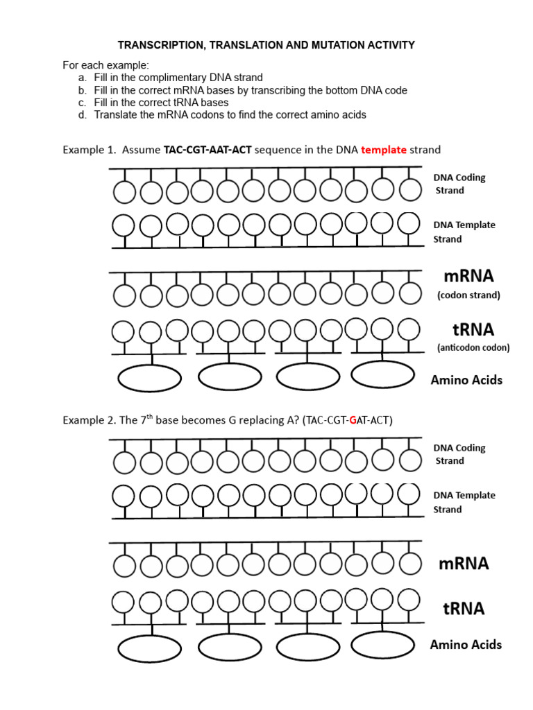 Activity 1. Transcription, Translation and Mutation | PDF | Genetic Code | Translation (Biology)