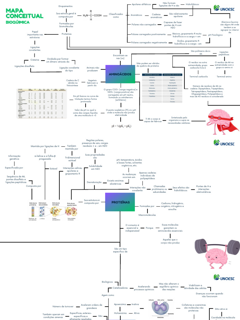 Mapa conceitual | PDF | Enzima | Carboidratos