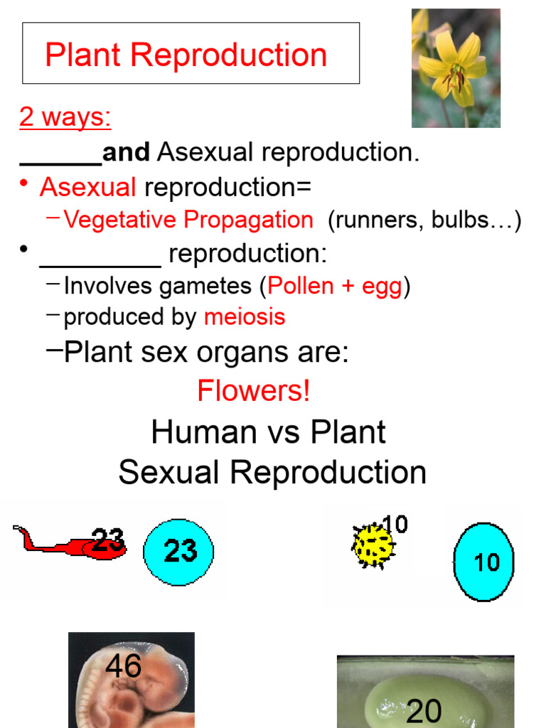Plant Reproduction Student | PDF | Seed | Flowers
