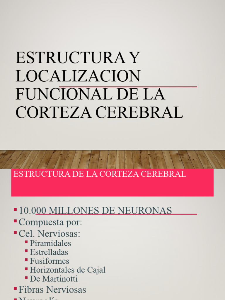 Estructura y Función de la Corteza Cerebral | PDF | Corteza cerebral ...