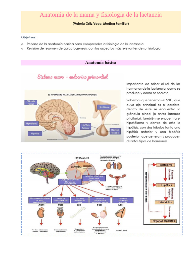 Apuntes Anatomia de La Mamá y Fisiología de La Mamá | PDF | Glándula ...