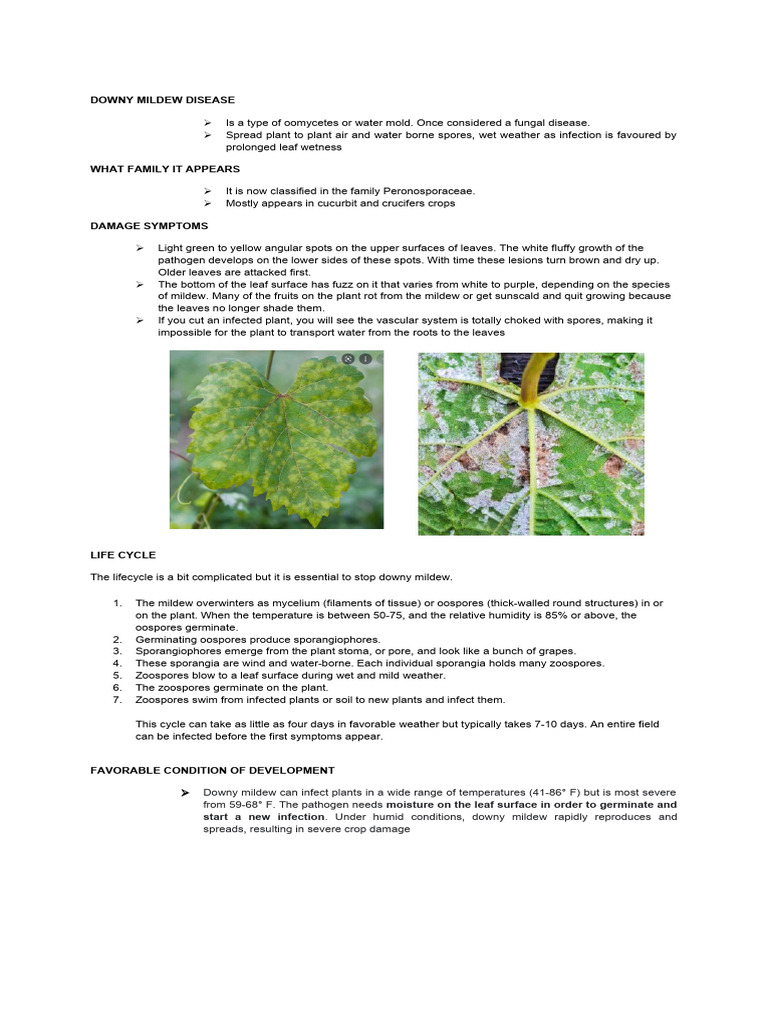 Visual Aide (Downy Mildew) | PDF | Plants | Branches Of Botany