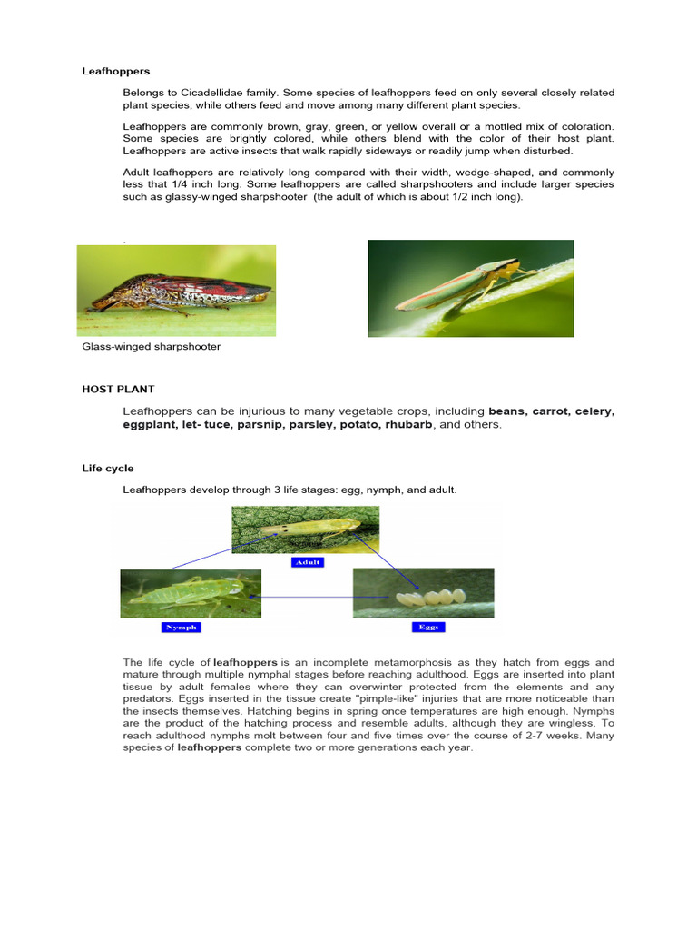 Mercy and Crizel Report Handout | PDF