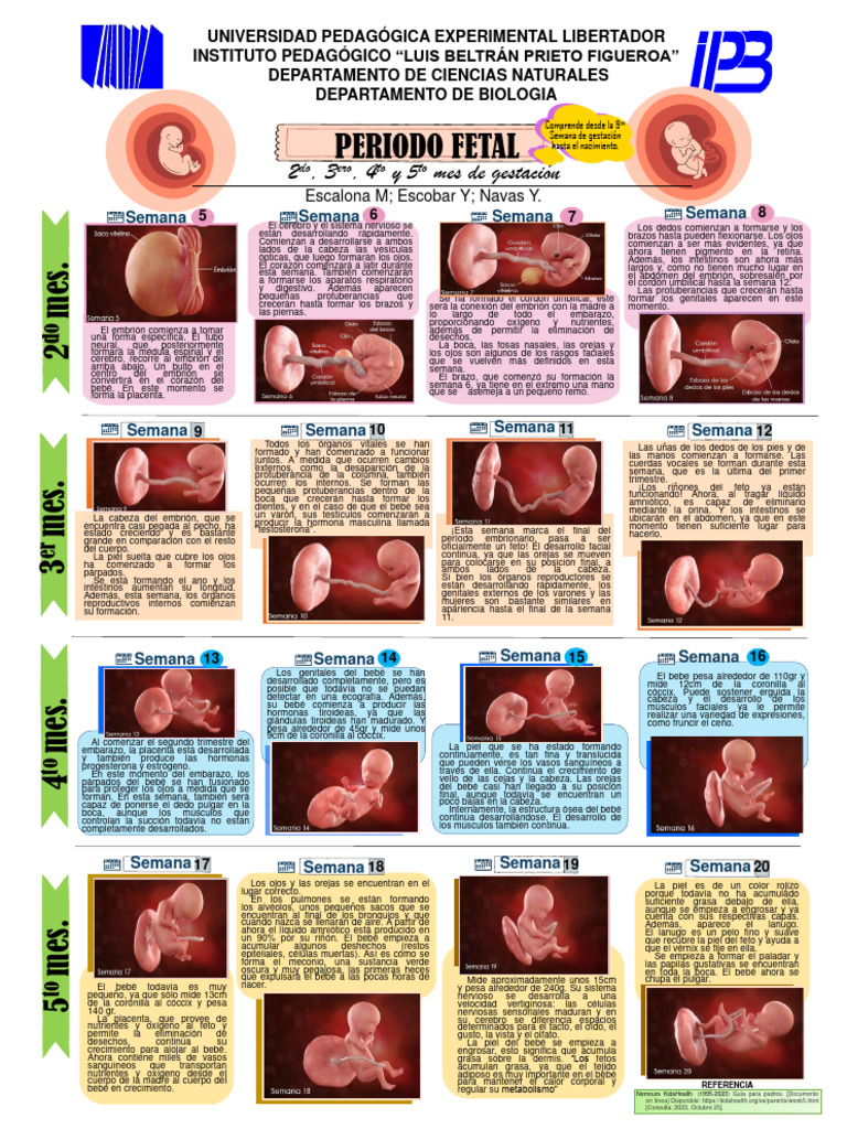 Desarrollo Embrionario | PDF | Tejido adiposo | Feto